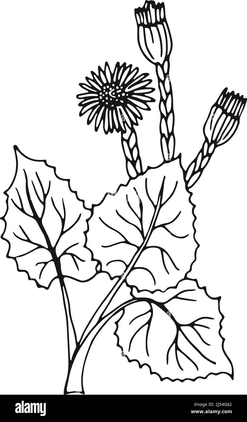 Nature drawing Black and White Stock Photos & Images - Alamy