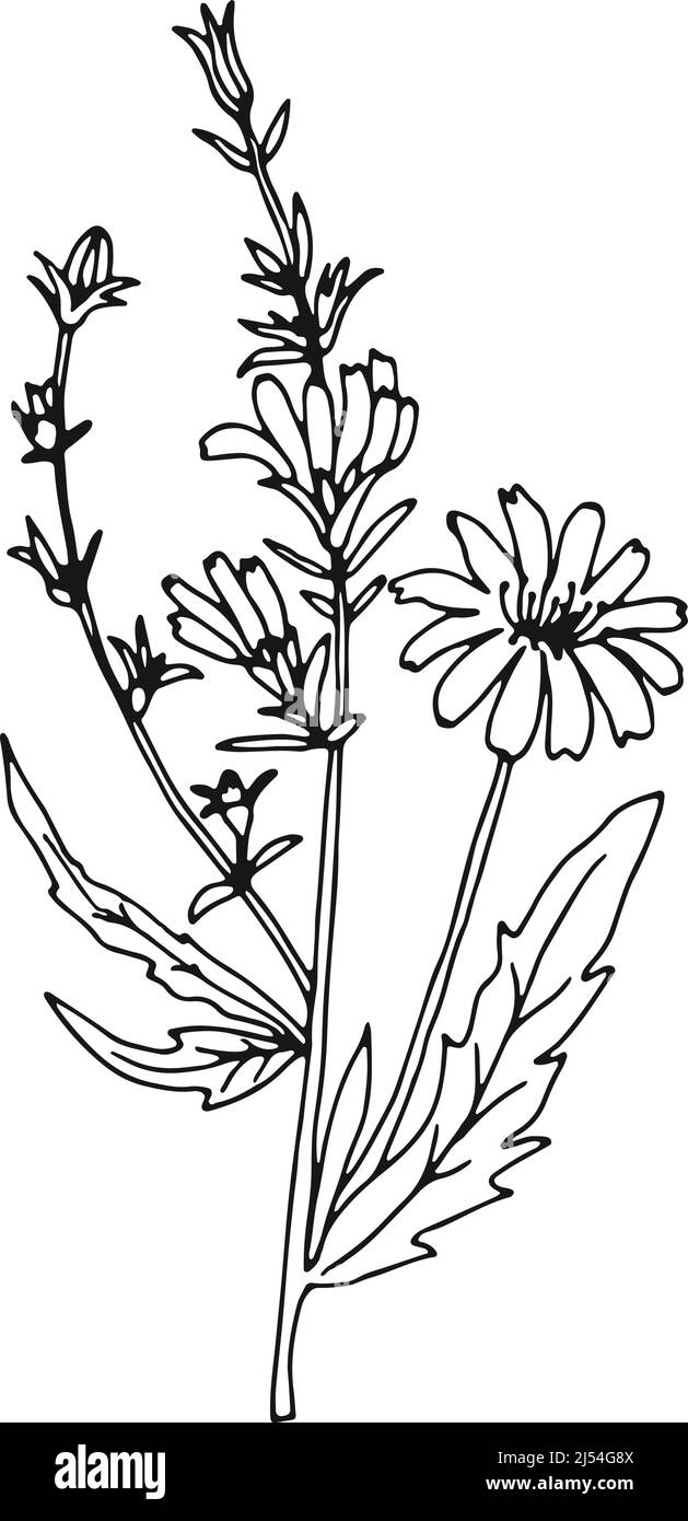 Chicory drawing. Natural plant illustration. Botany sketch Stock Vector ...