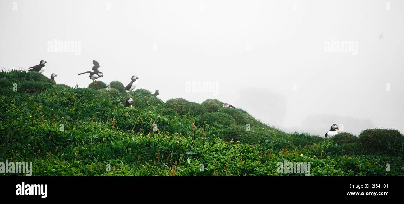 Puffins of the Faroe Islands a mist day, Mykines, Denmark, Europe Stock ...