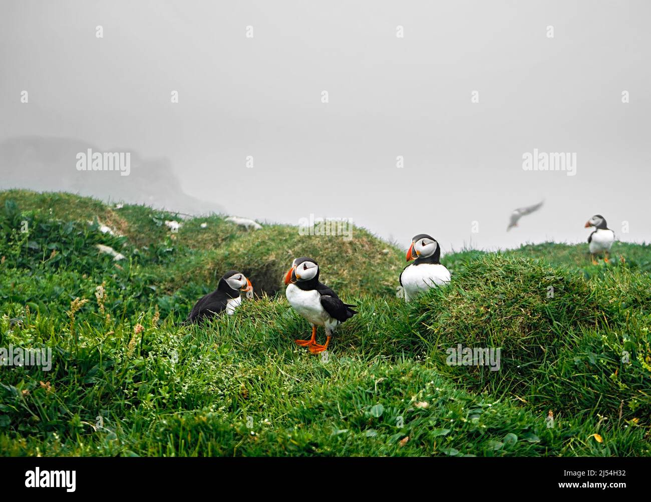 National bird of the faroe islands hi-res stock photography and images ...