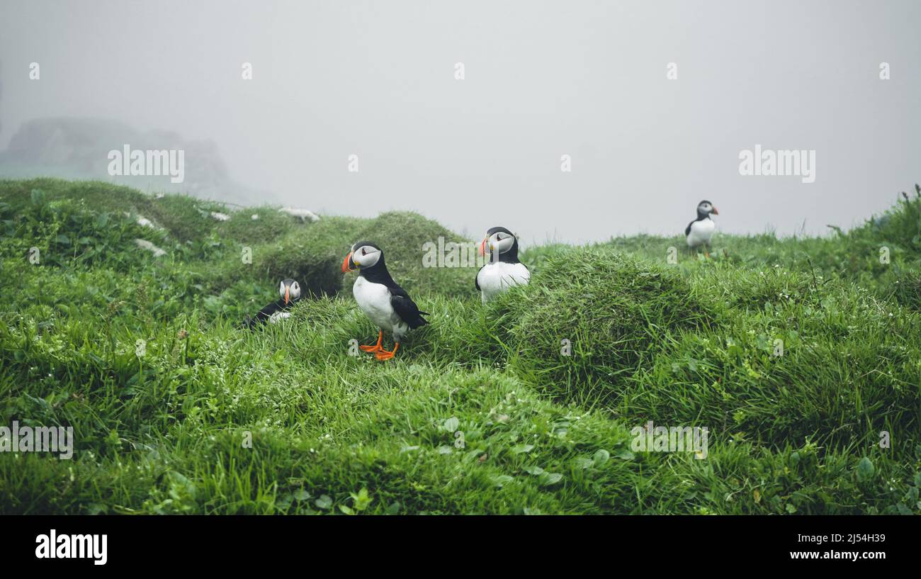 National bird of the faroe islands hi-res stock photography and images ...
