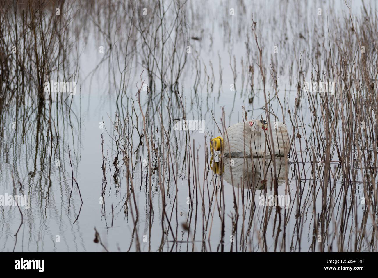 Plastic canister float on water among reed, household plastic waste ...