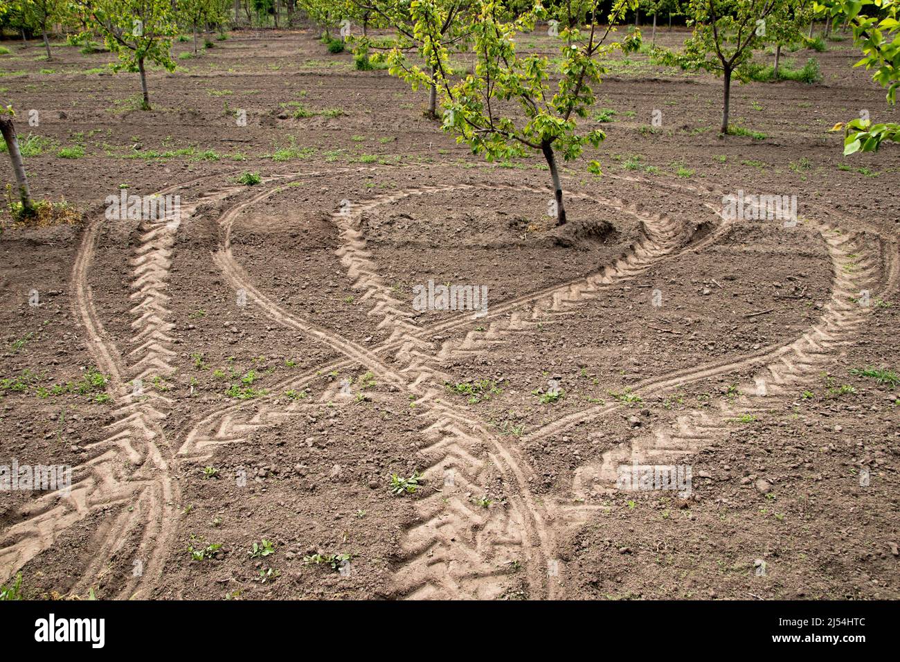 Tractor tire tracks in the apricot orchard Stock Photo - Alamy