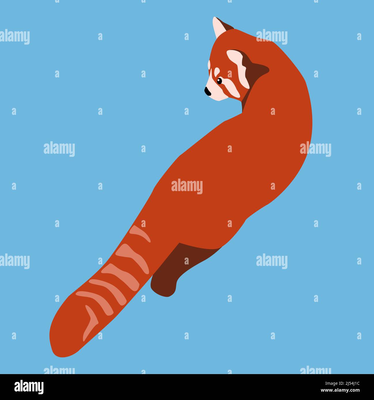 Red panda walks looking back, bear cat back view vector illustration ...