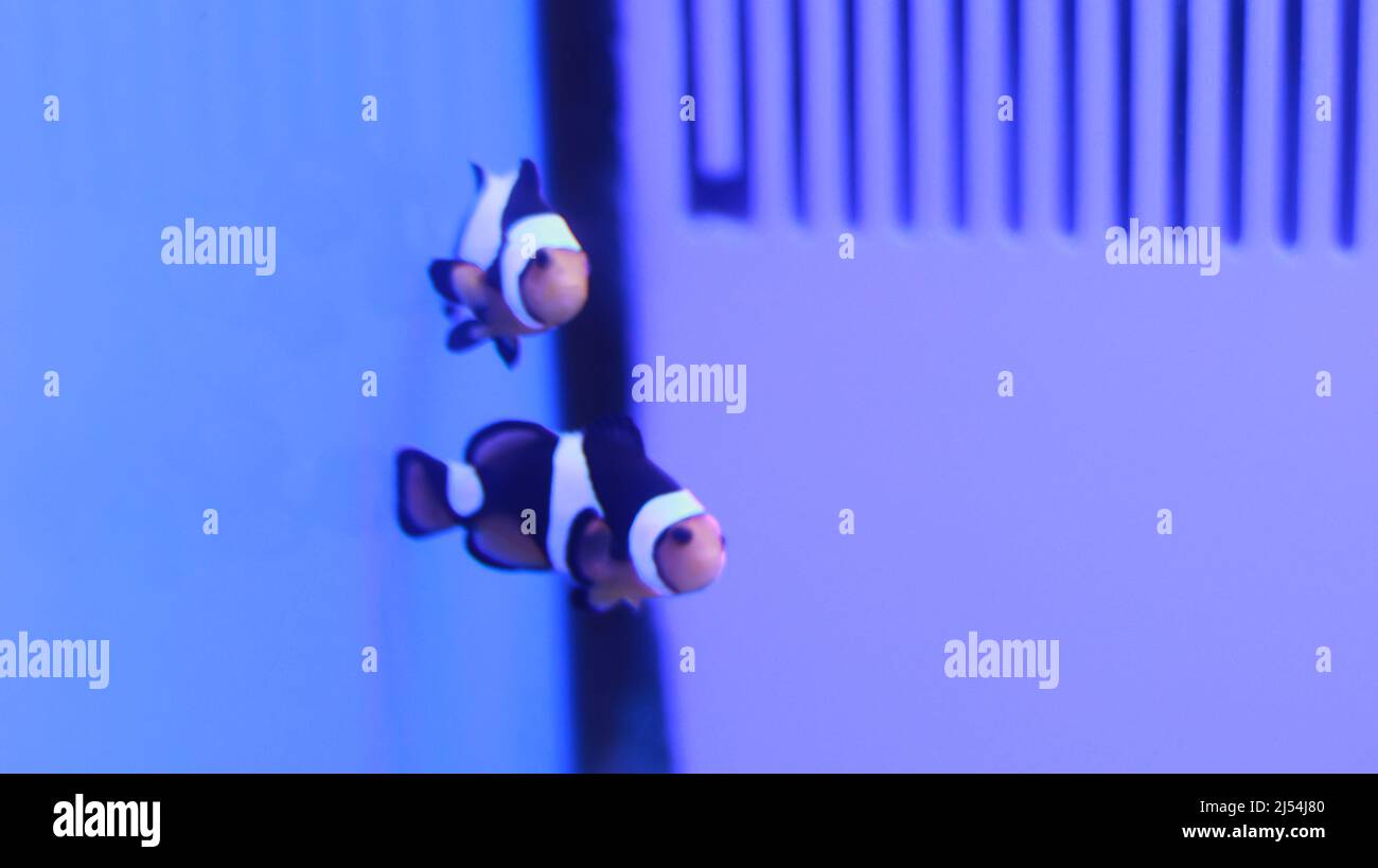 clown fish in the tank. aquarium fish Stock Photo - Alamy