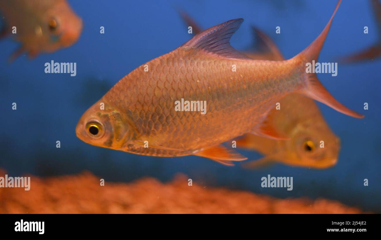 Fresh water aquarium fish Stock Photo - Alamy