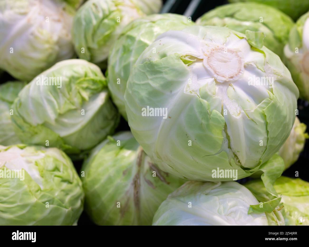 heads ripe cabbage texture background Stock Photo - Alamy