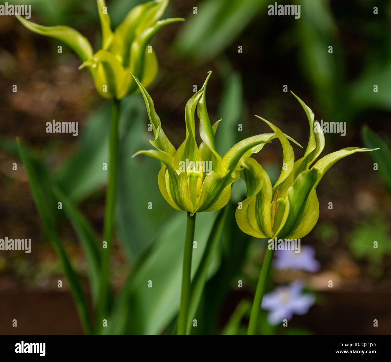 Tulip 'Green Dance' in full bloom Stock Photo - Alamy
