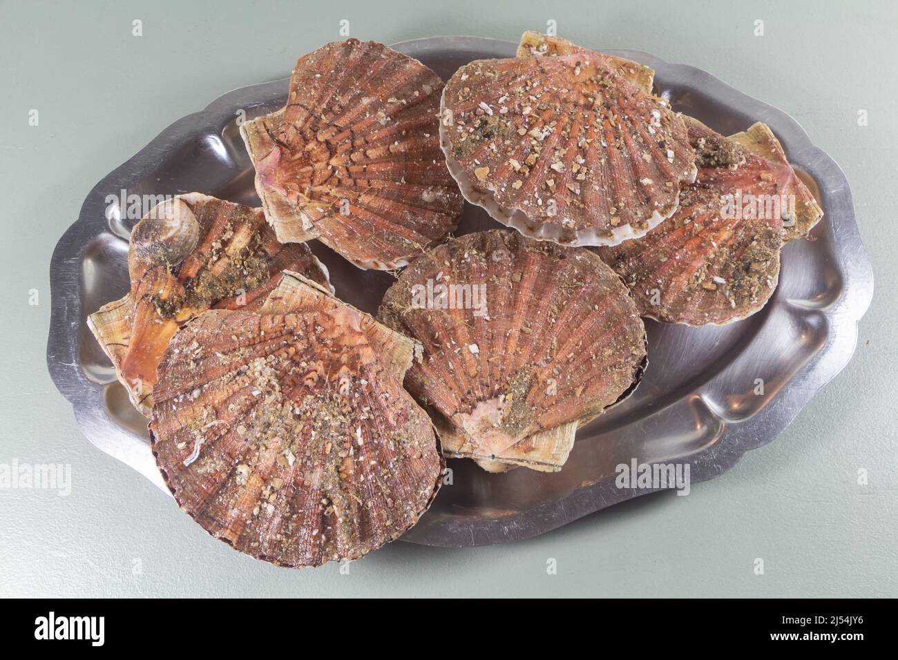 Scallops on a dish after fishing in Brittany Stock Photo - Alamy