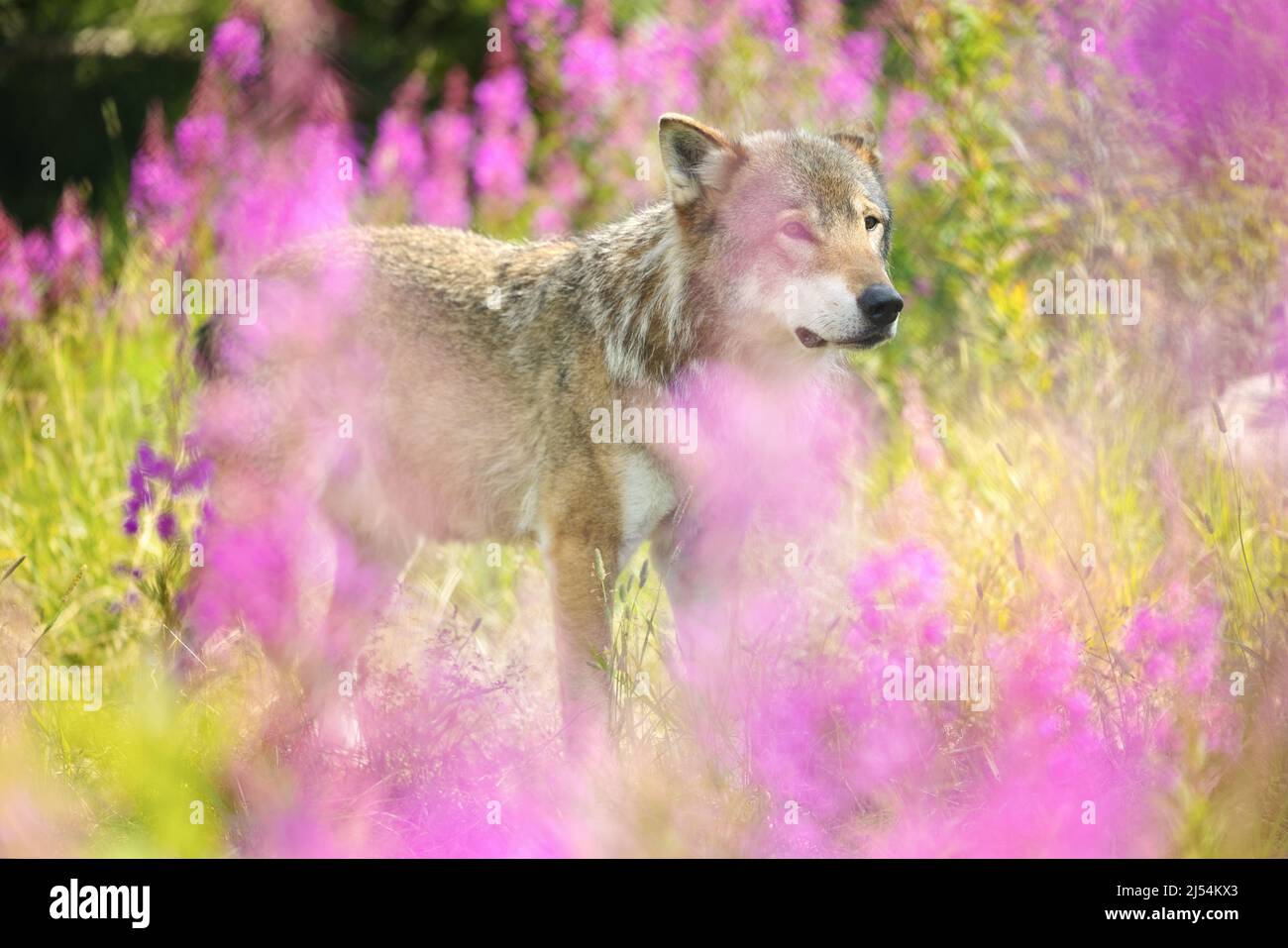Wolf standing in meadow hi-res stock photography and images - Alamy
