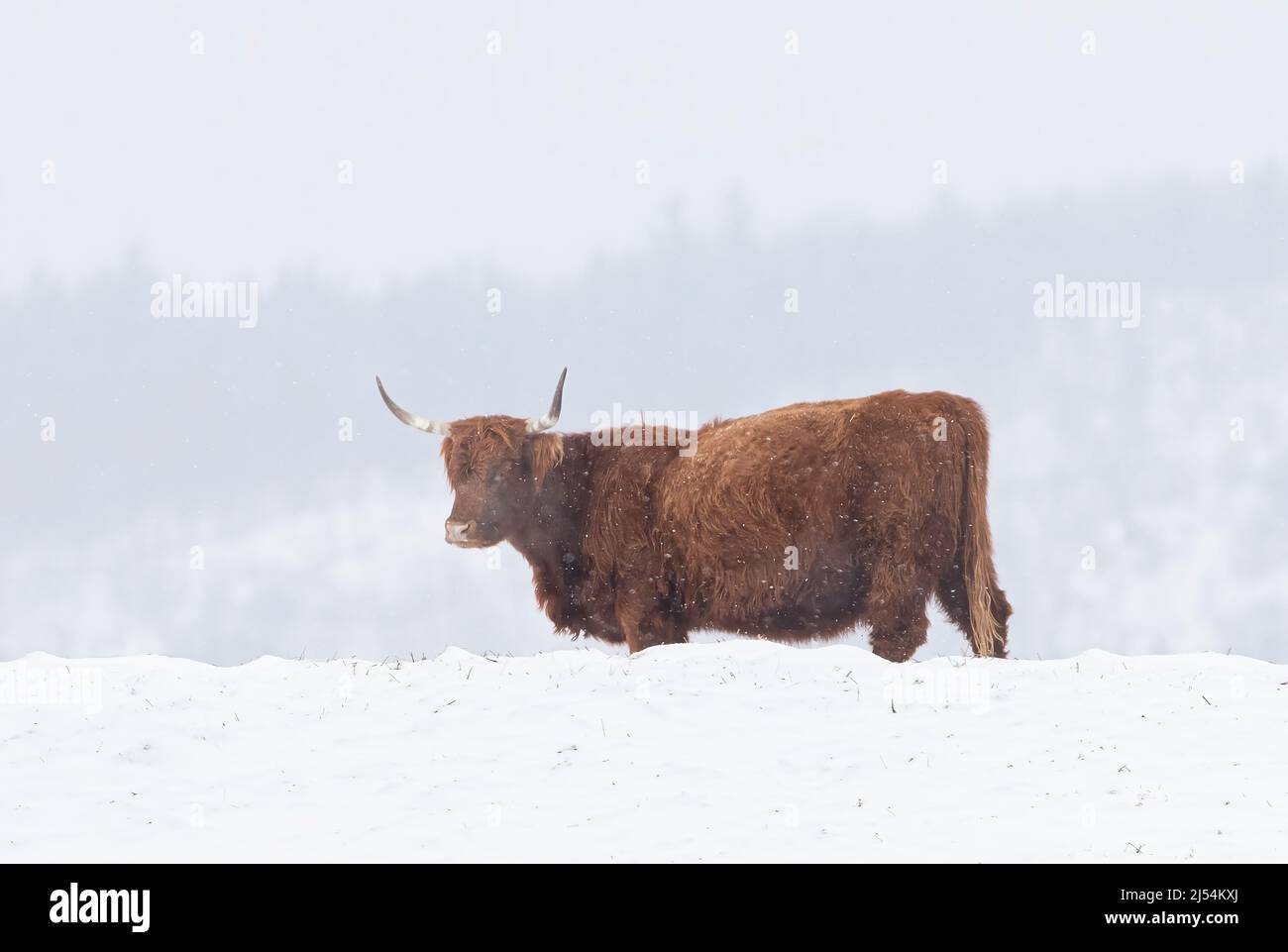 Bull highland cow winter hi-res stock photography and images - Alamy