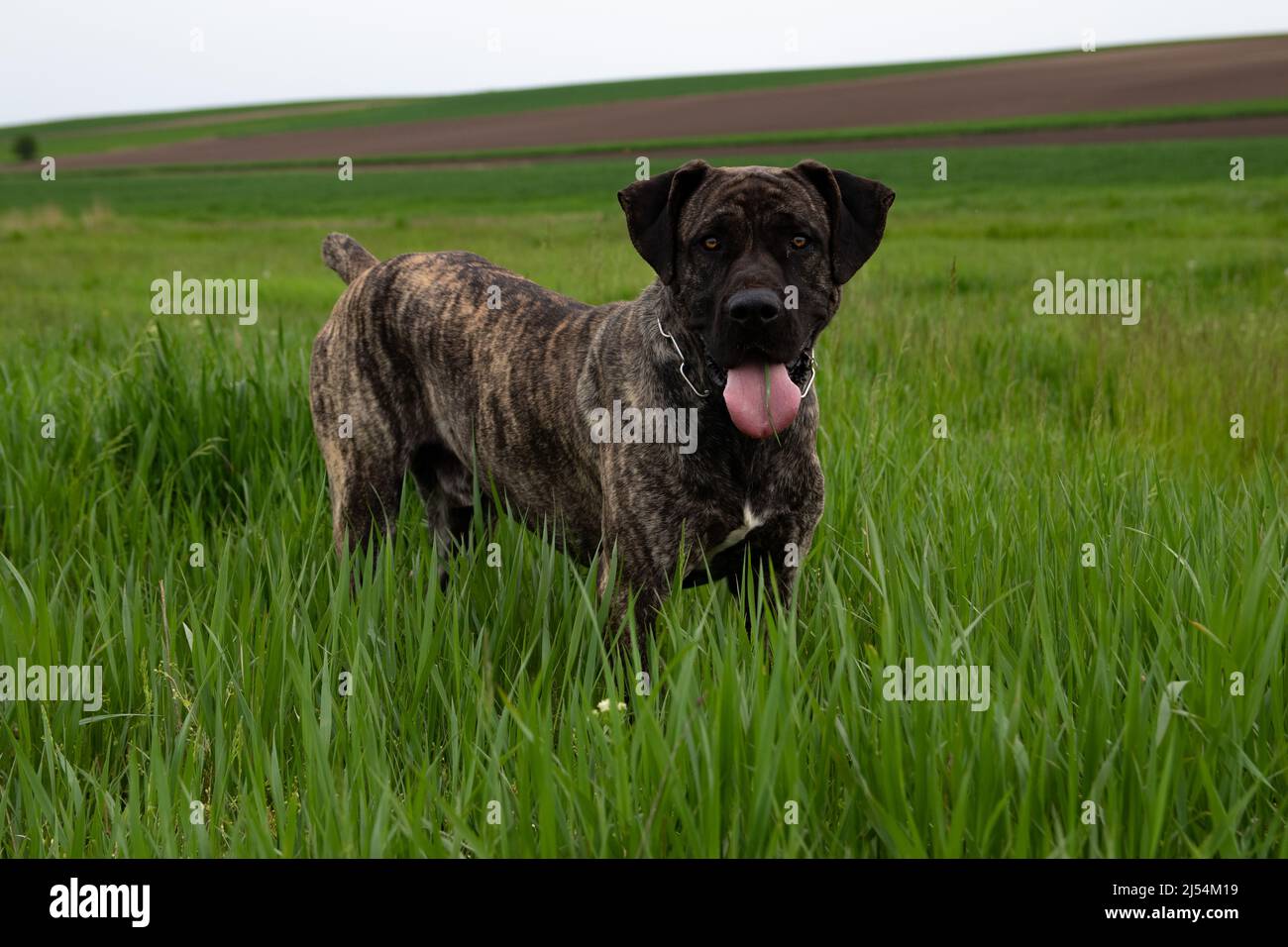 Serbian defence dog hi-res stock photography and images - Alamy