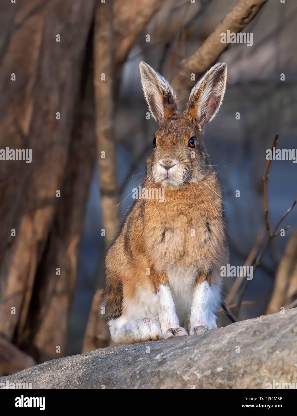 Snowshoe hare with its brown coat sitting on a rock in spring in Canada ...