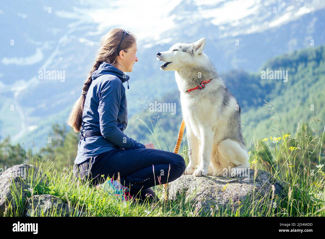 Bernese mountain dog female hi-res stock photography and images - Alamy