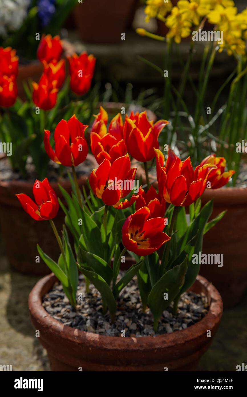 Dwarf tulips pot hi-res stock photography and images - Alamy
