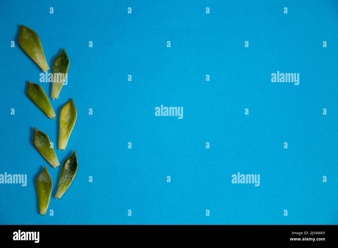 Blue background with ghost plant leaves Stock Photo - Alamy