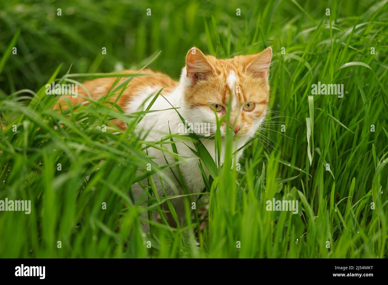 Ginger white cat hunt in vivid green grass on a spring day Stock Photo ...