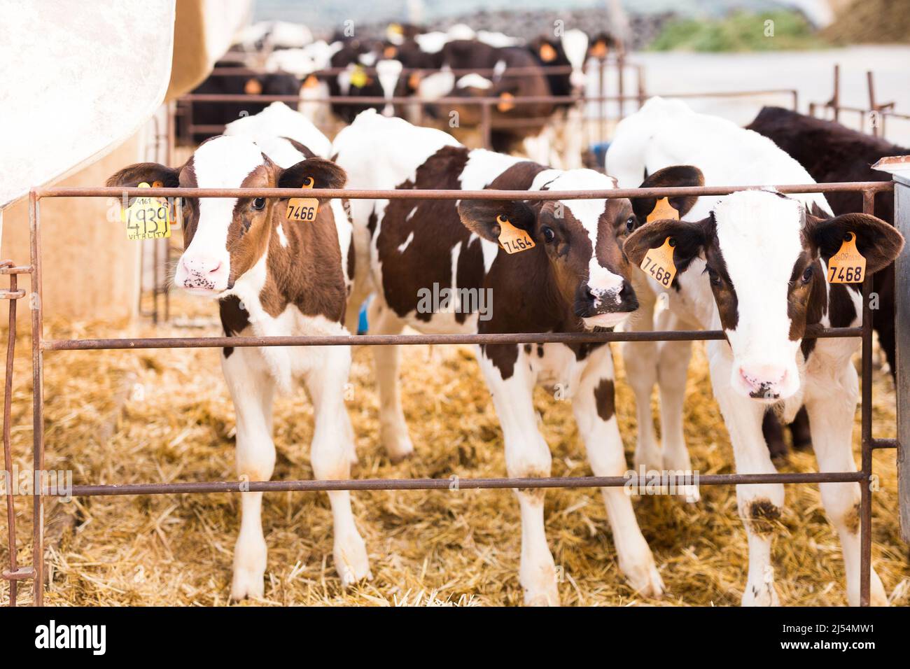 weekly calves in stall at dairy farm Stock Photo - Alamy
