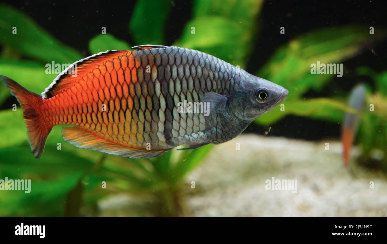 Colorful Boeseman's Rainbowfish, Melanotaenia boesemani Stock Photo - Alamy