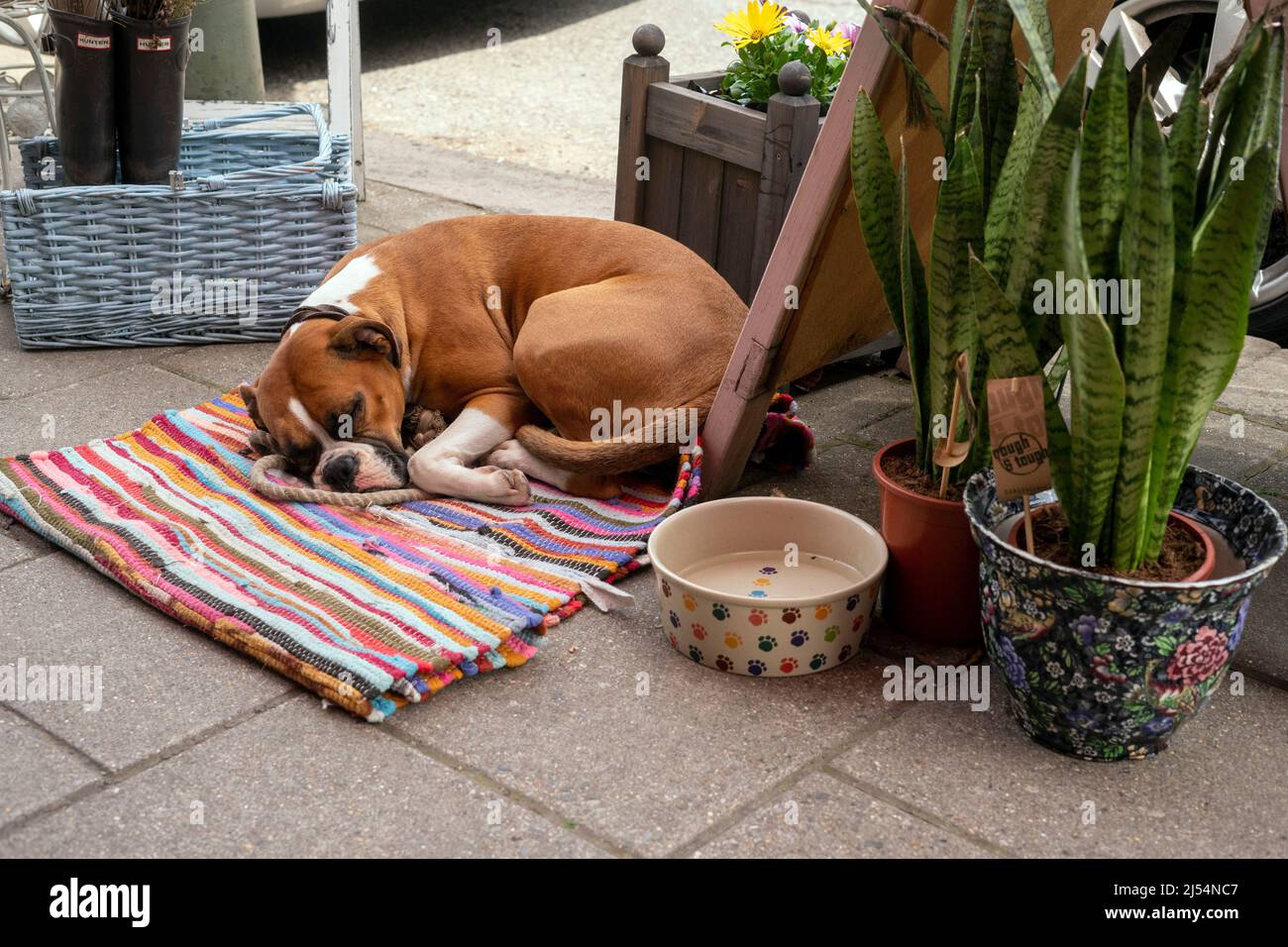 A boxer dog outside a cafe in Crystal Palace in South London Stock ...