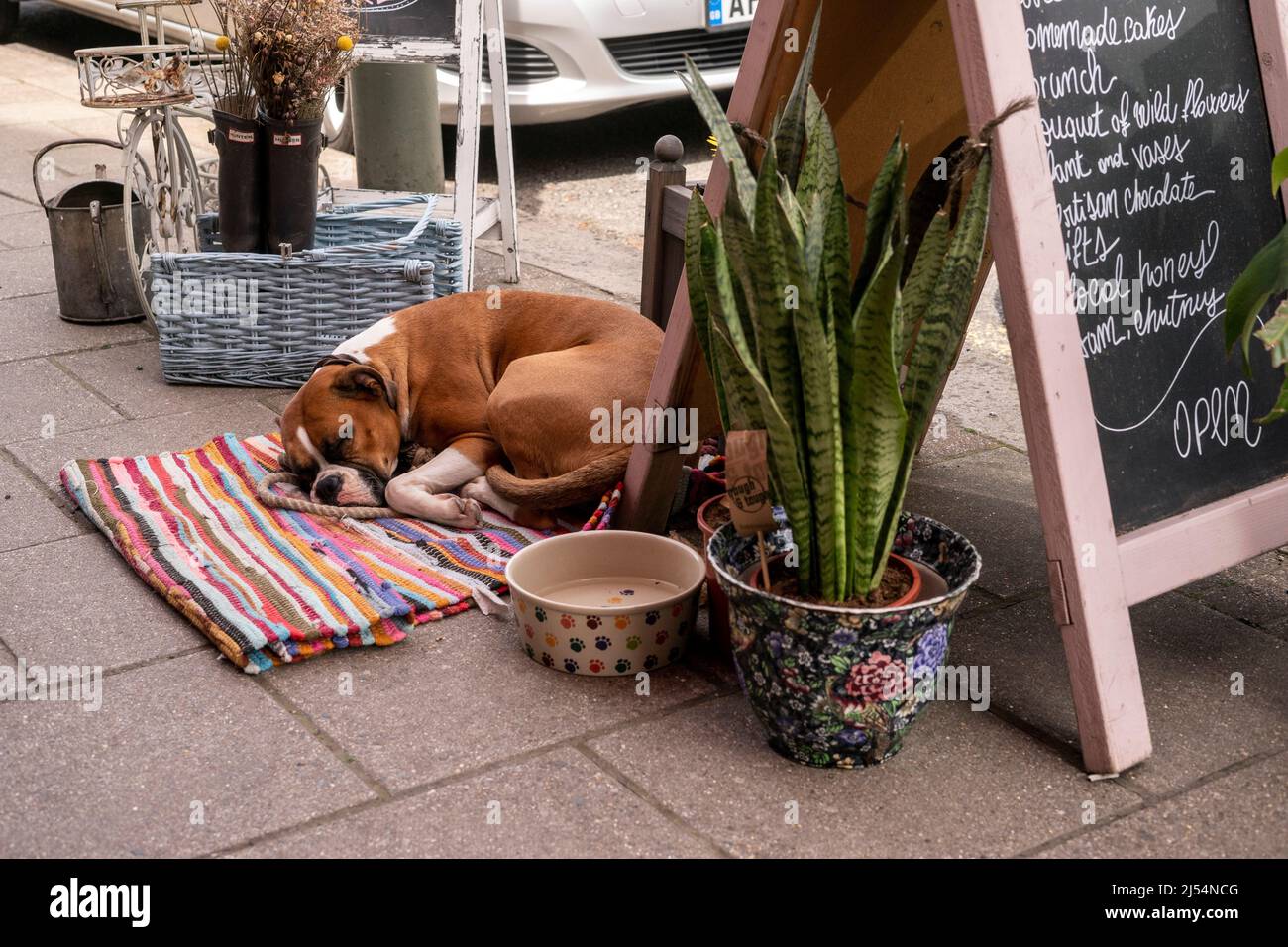 A boxer dog outside a cafe in Crystal Palace in South London Stock ...