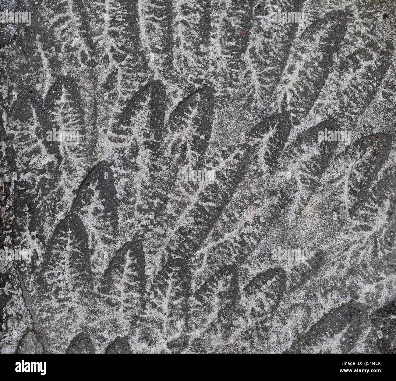 Concrete pavement with fanning pattern of white black leaf shape ...