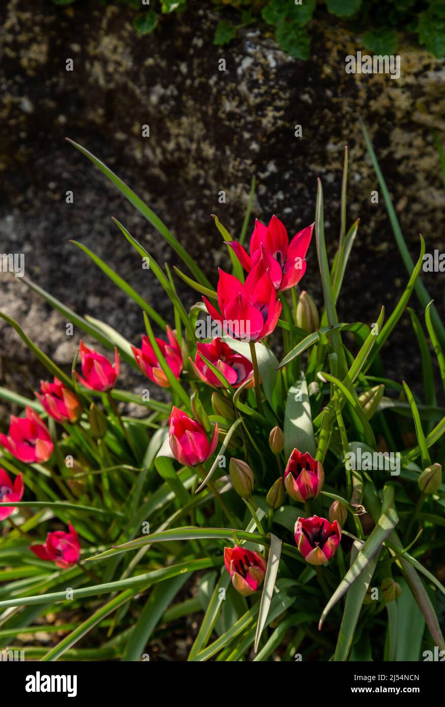 Dwarf red tulips with black centres hi-res stock photography and images ...