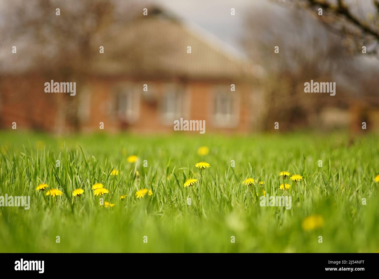 Spring garden with vivid green grass and yellow dandelion flowers on ...