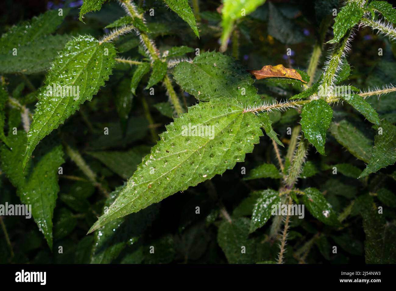 A close-up shot of Stinging nettle (Urtica dioica Stock Photo - Alamy