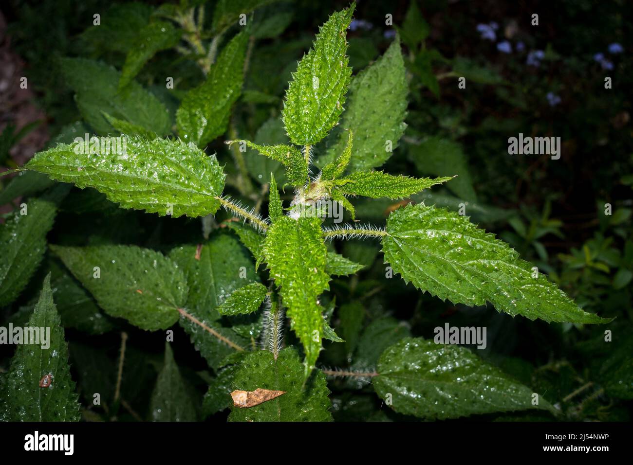 A close-up shot of Stinging nettle (Urtica dioica Stock Photo - Alamy