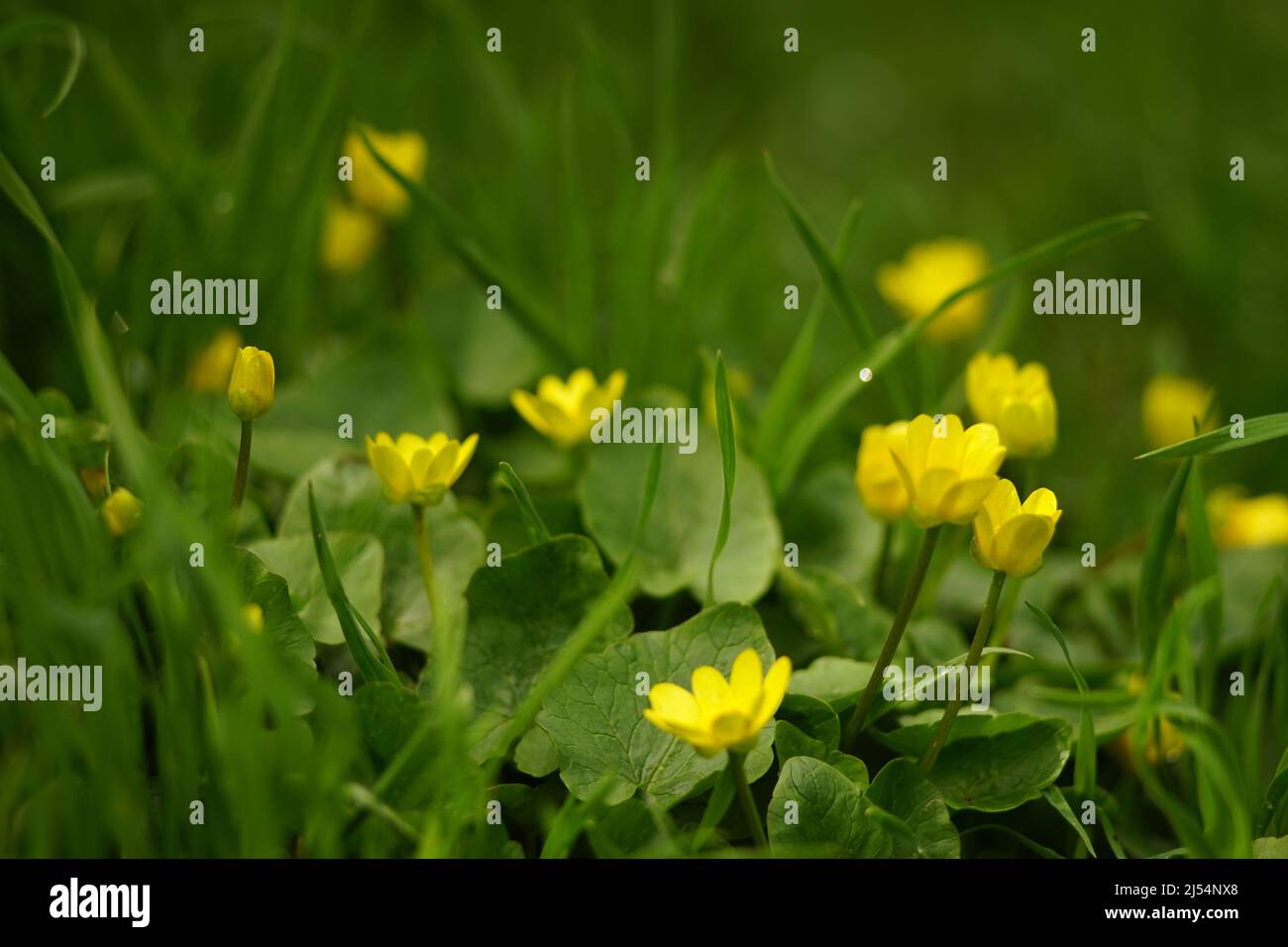 small yellow flowers grows in a spring garden Stock Photo - Alamy