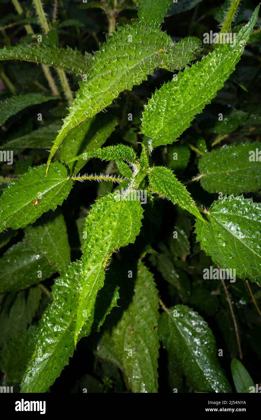 A close-up shot of Stinging nettle (Urtica dioica Stock Photo - Alamy