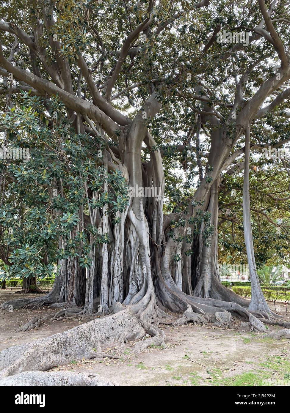 Ficus Macrophylla in Garibaldi Garden at Piazza Marina in Palermo ...
