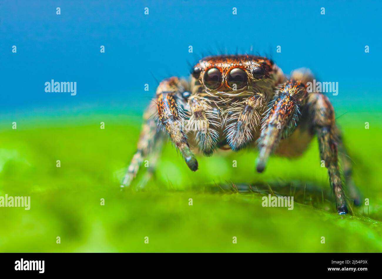 Portrait of Evarcha arcuata female jumping spider portrait Stock Photo ...