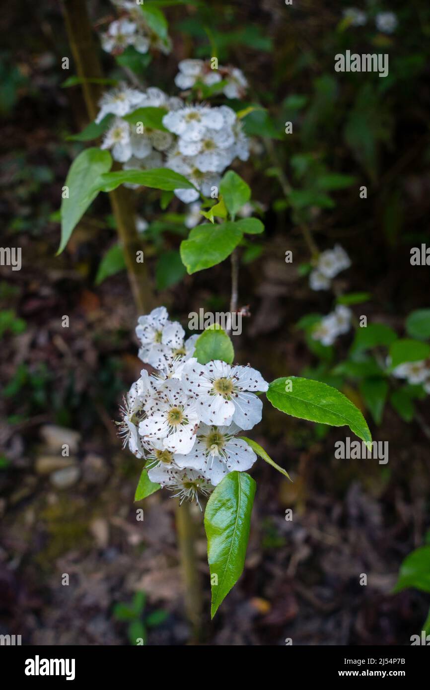 A close-up shot of Crataegus punctata flower hanging. It is a species ...