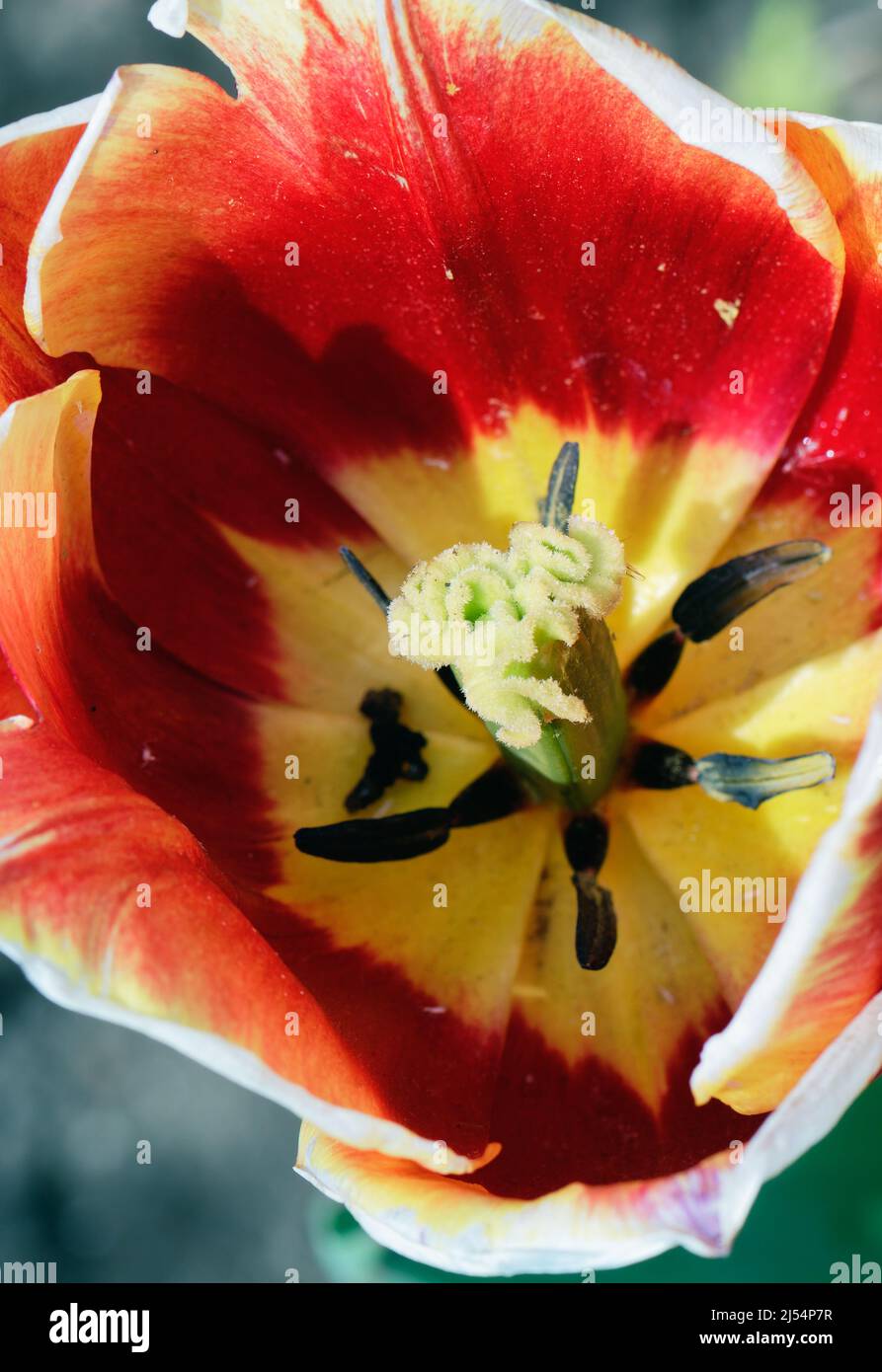 Close up macro shallow depth of field tulip stigma Stock Photo - Alamy Close up macro shallow depth of field tulip stigma Stock Photo - Alamy
