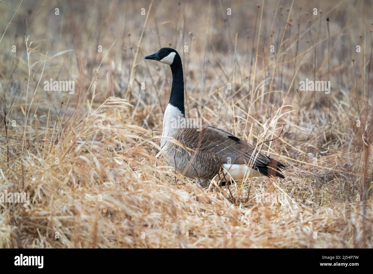 Tending to their nest hi-res stock photography and images - Alamy