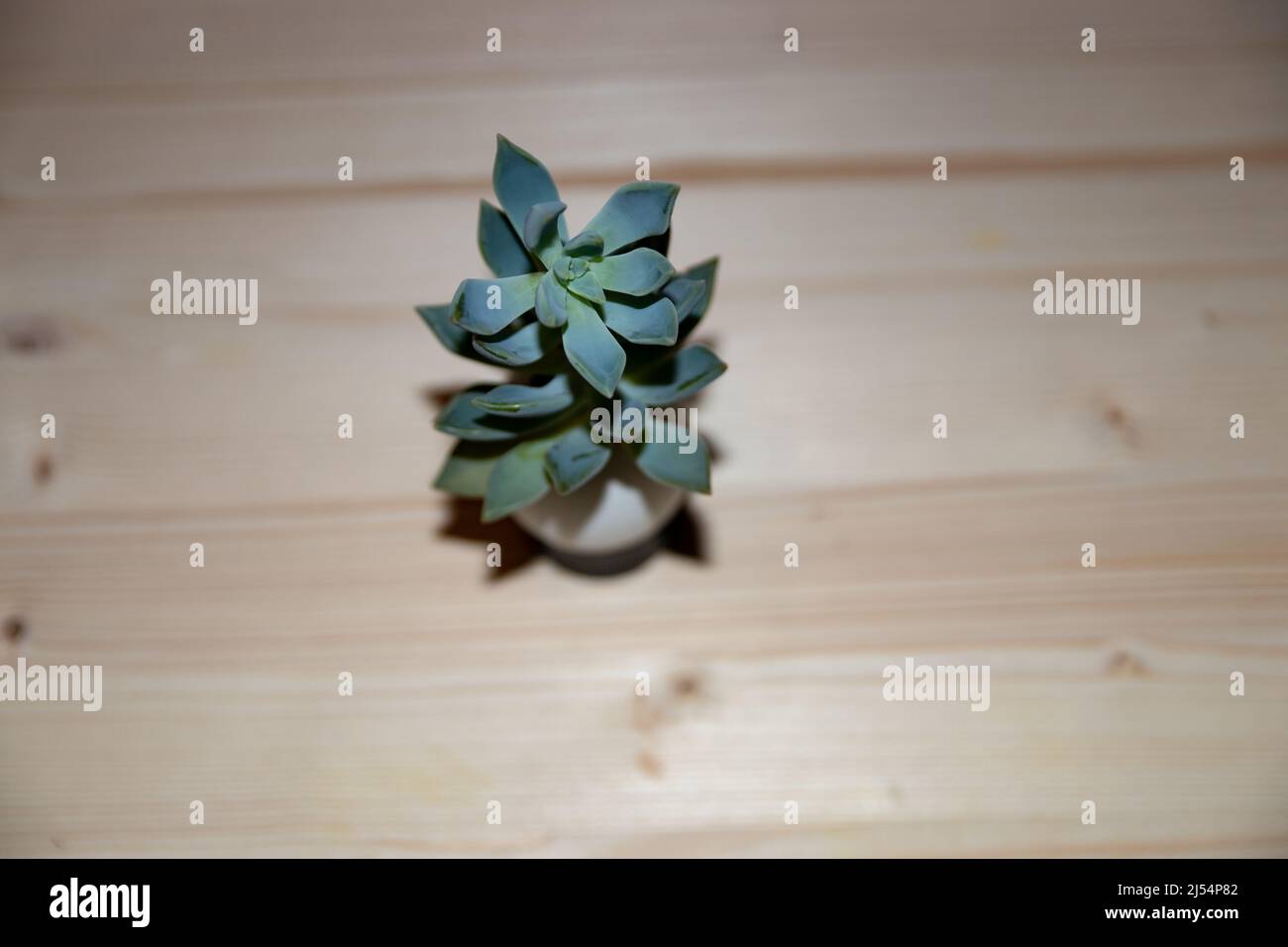 Ghost plant growing from eggshell on a wood planks background Stock ...