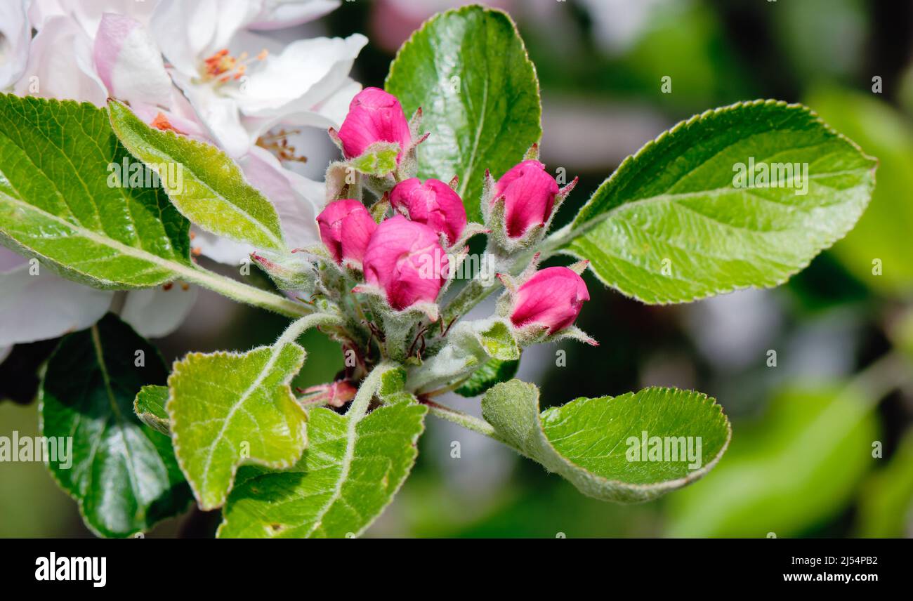 Cherry bossom tree hi-res stock photography and images - Alamy