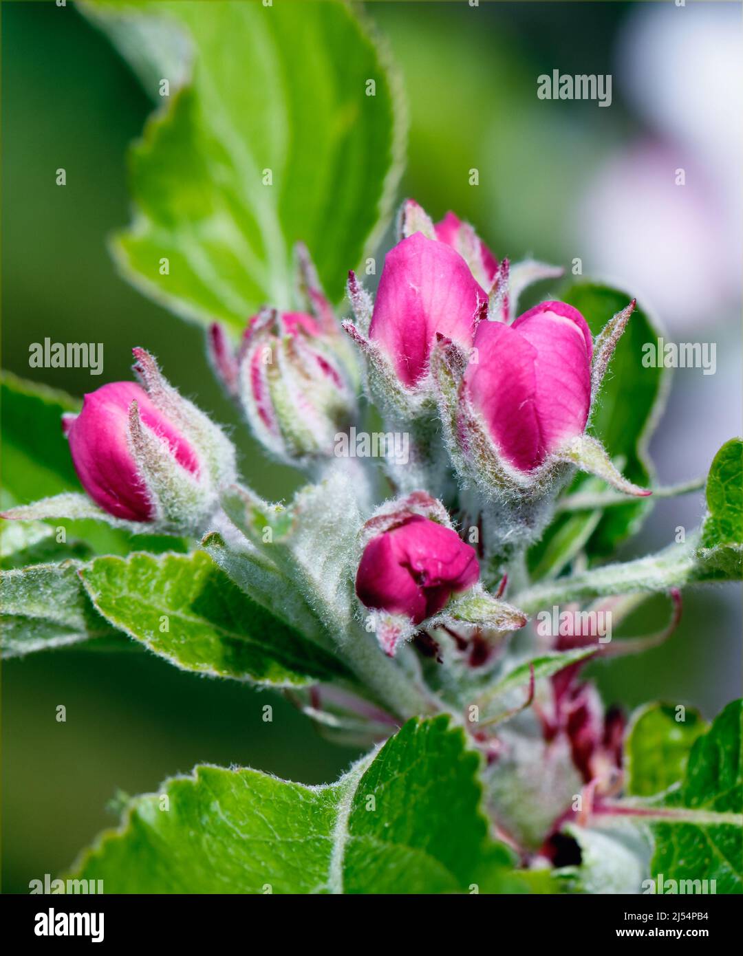Cherry bossom tree hi-res stock photography and images - Alamy