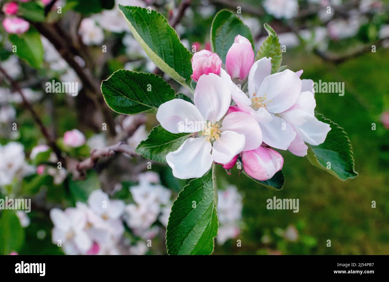 Cherry bossom tree hi-res stock photography and images - Alamy
