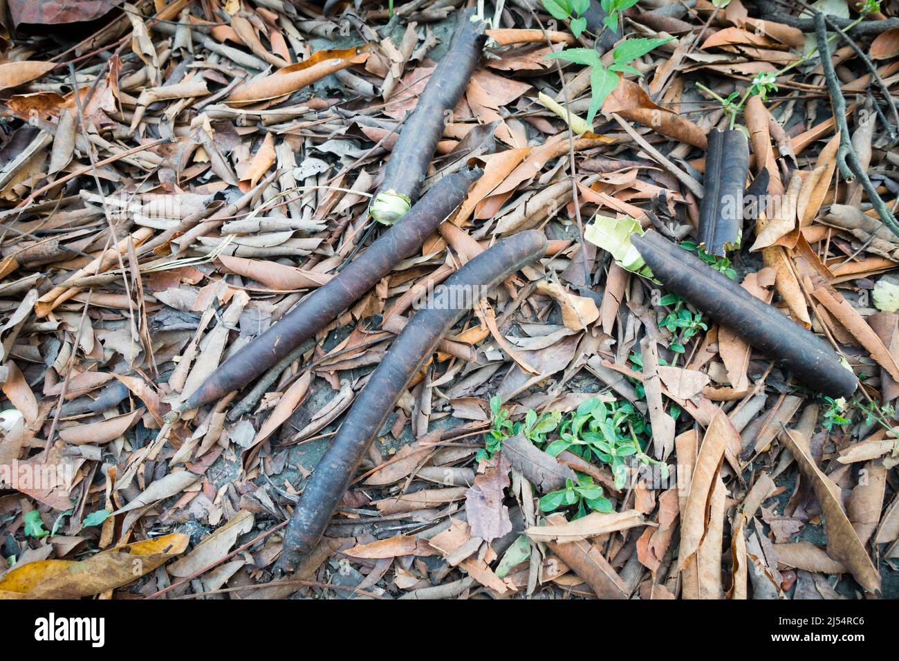 A close up shot of fallen Cassia grandis (pink shower) seed pods. Seeds ...