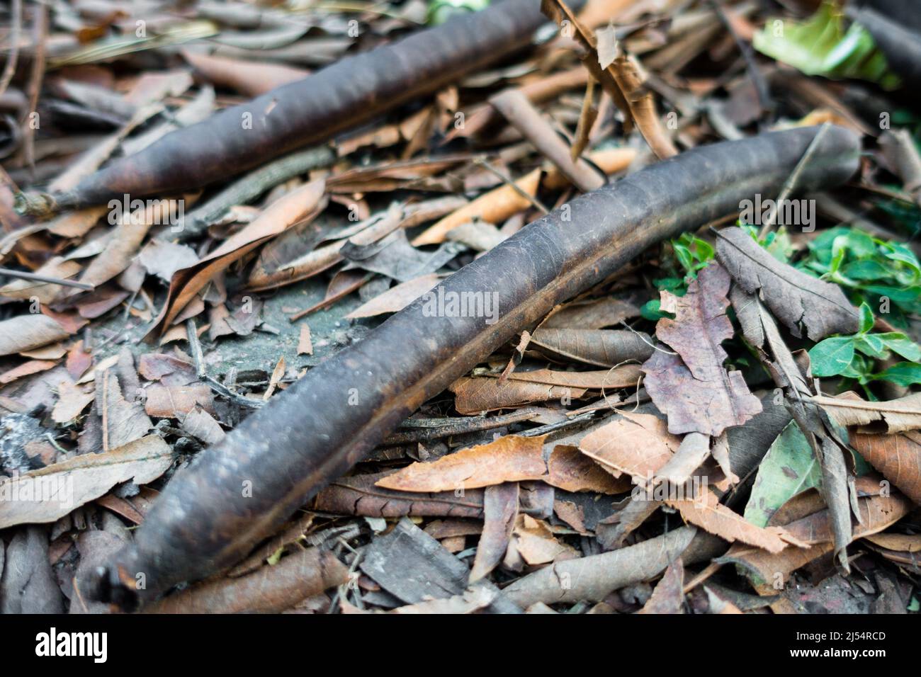 A close up shot of fallen Cassia grandis (pink shower) seed pods. Seeds ...