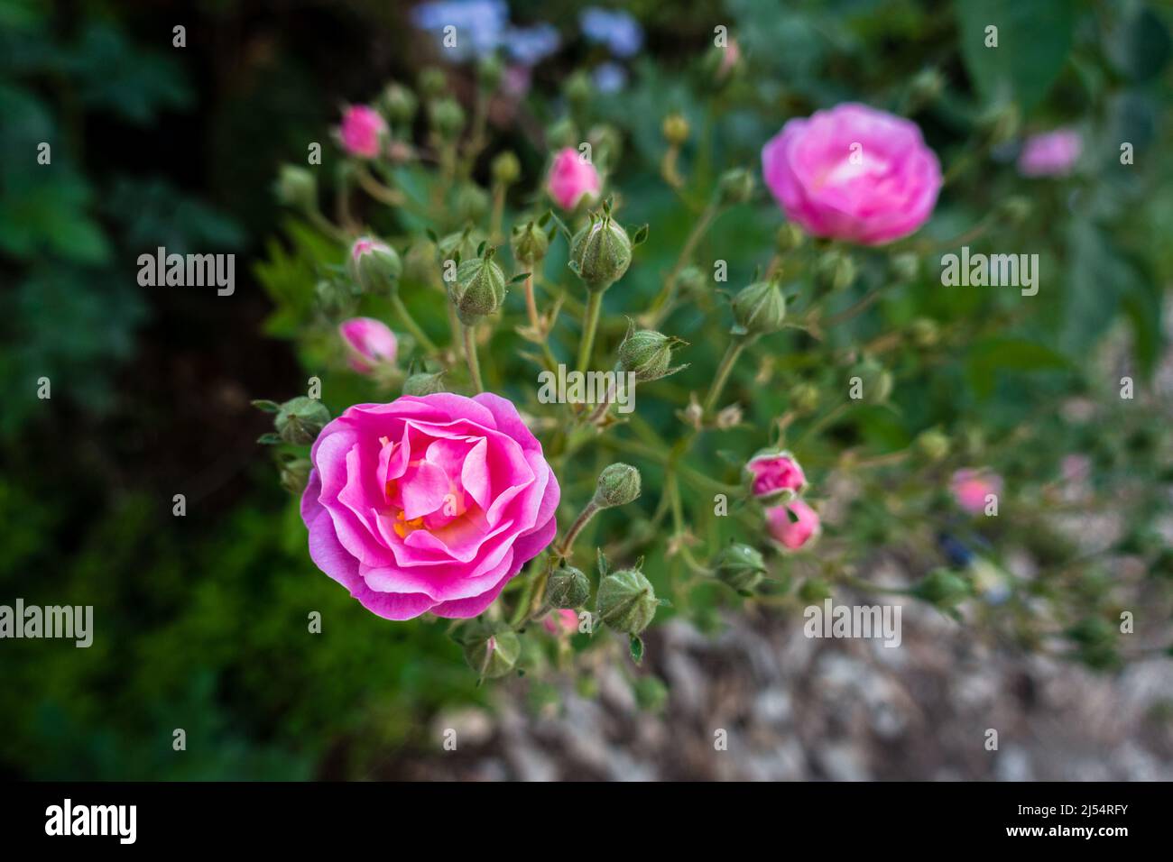 A close up shot of pink Garden Roses, Garden roses are predominantly ...