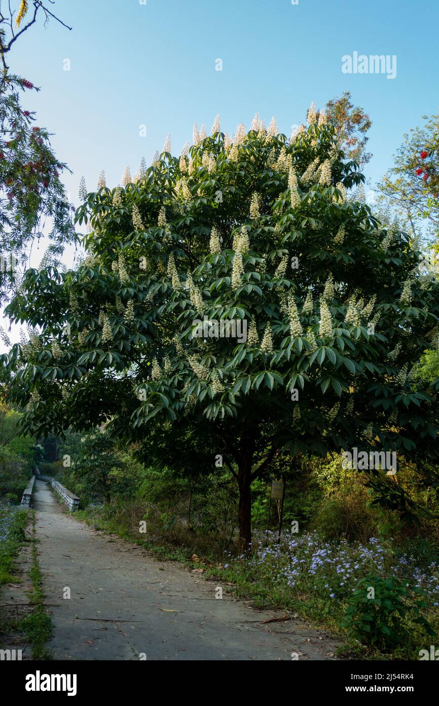 Tree pollination china hi-res stock photography and images - Alamy