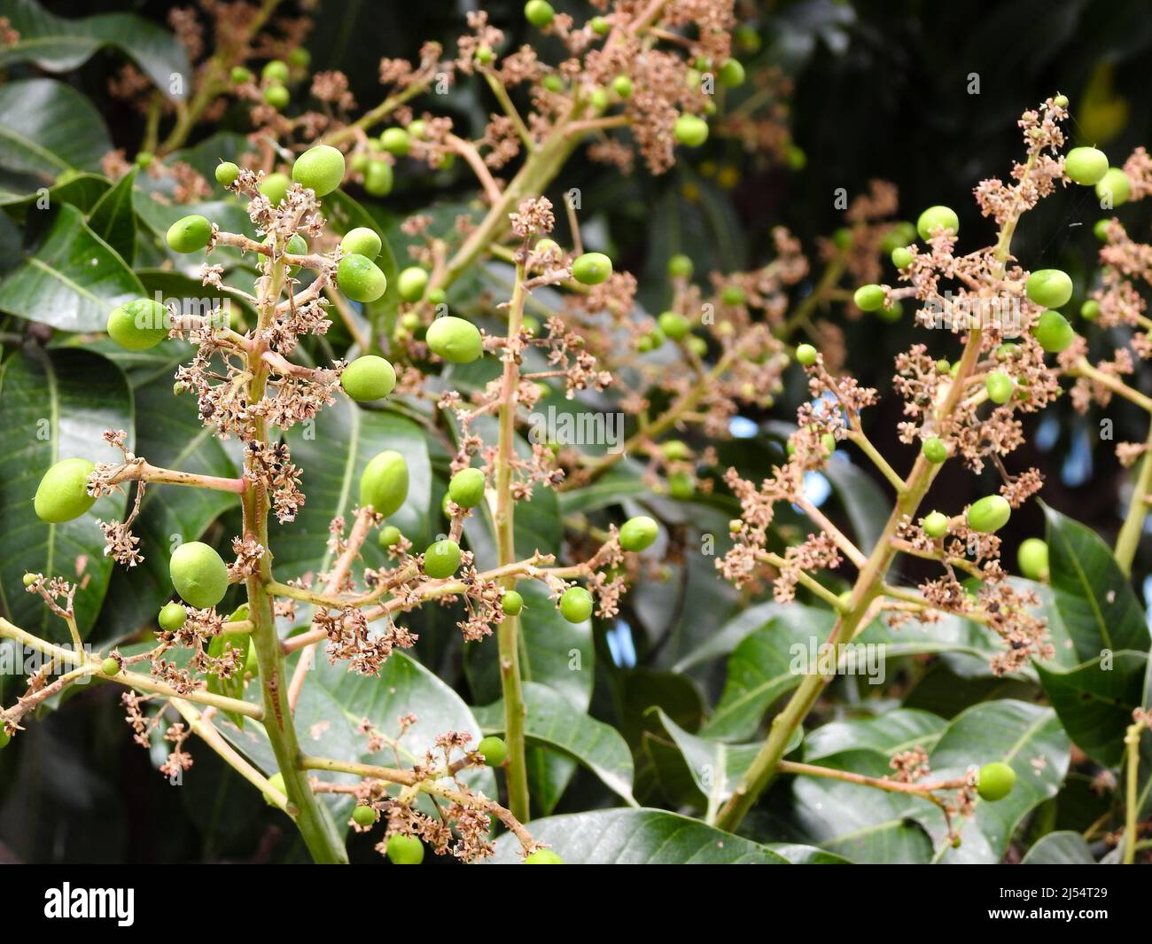 A close-up shot of mango tree fruit sprouts and flowers. Mangifera ...