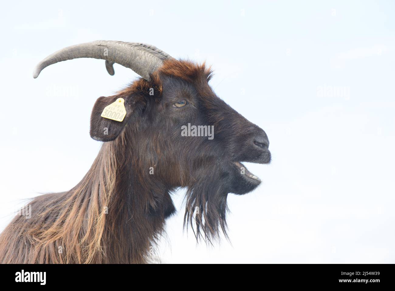 Pyrenean goat in Basque country mountains France Stock Photo - Alamy