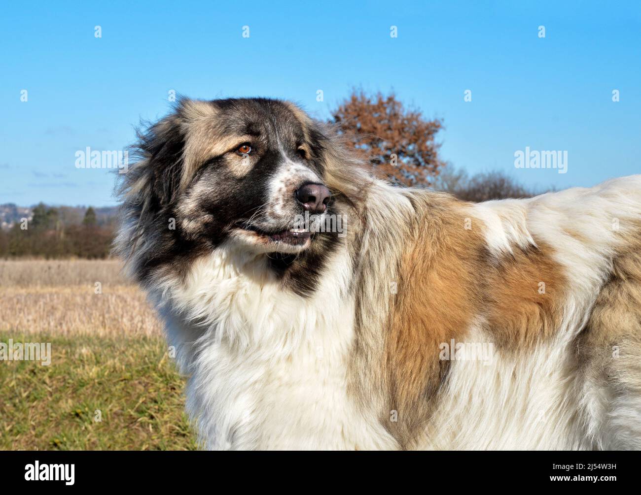 Giant breed dogs hi-res stock photography and images - Alamy