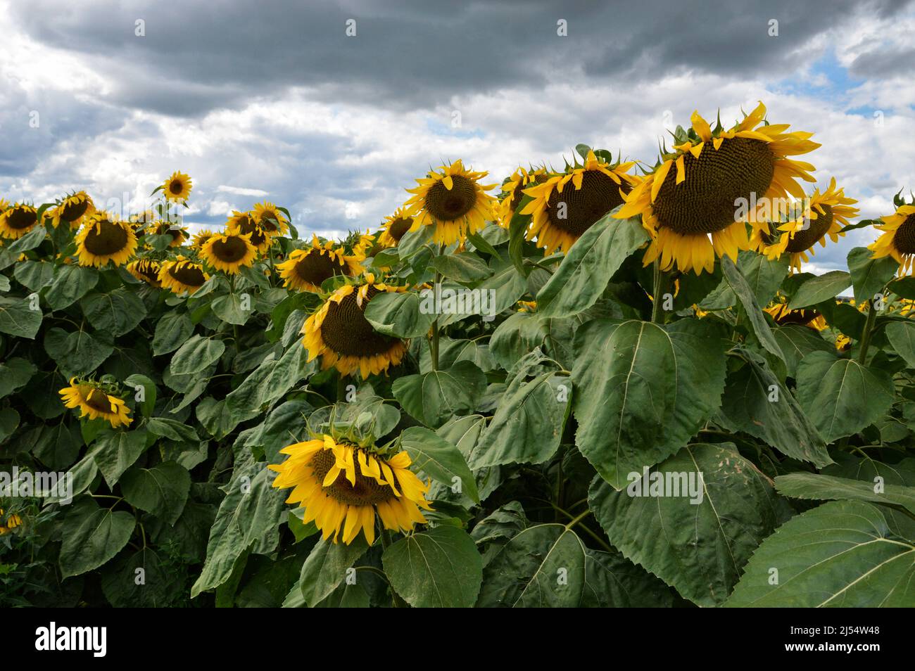 A beautiful sunflower field for making sunflower oil or biofuel Stock ...
