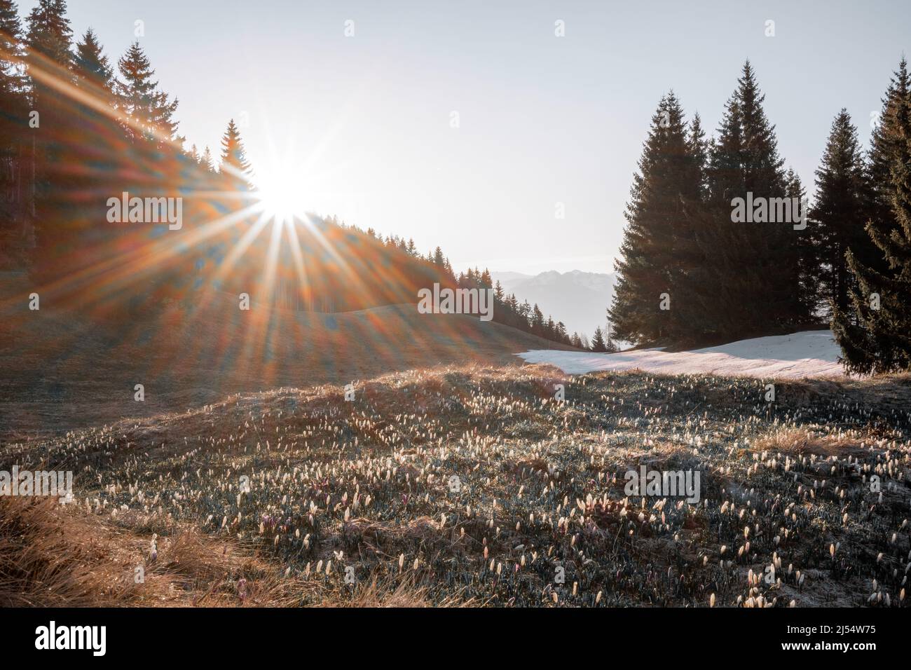 Amazing scenic view ov a spring landscape in the mountains with golden ...